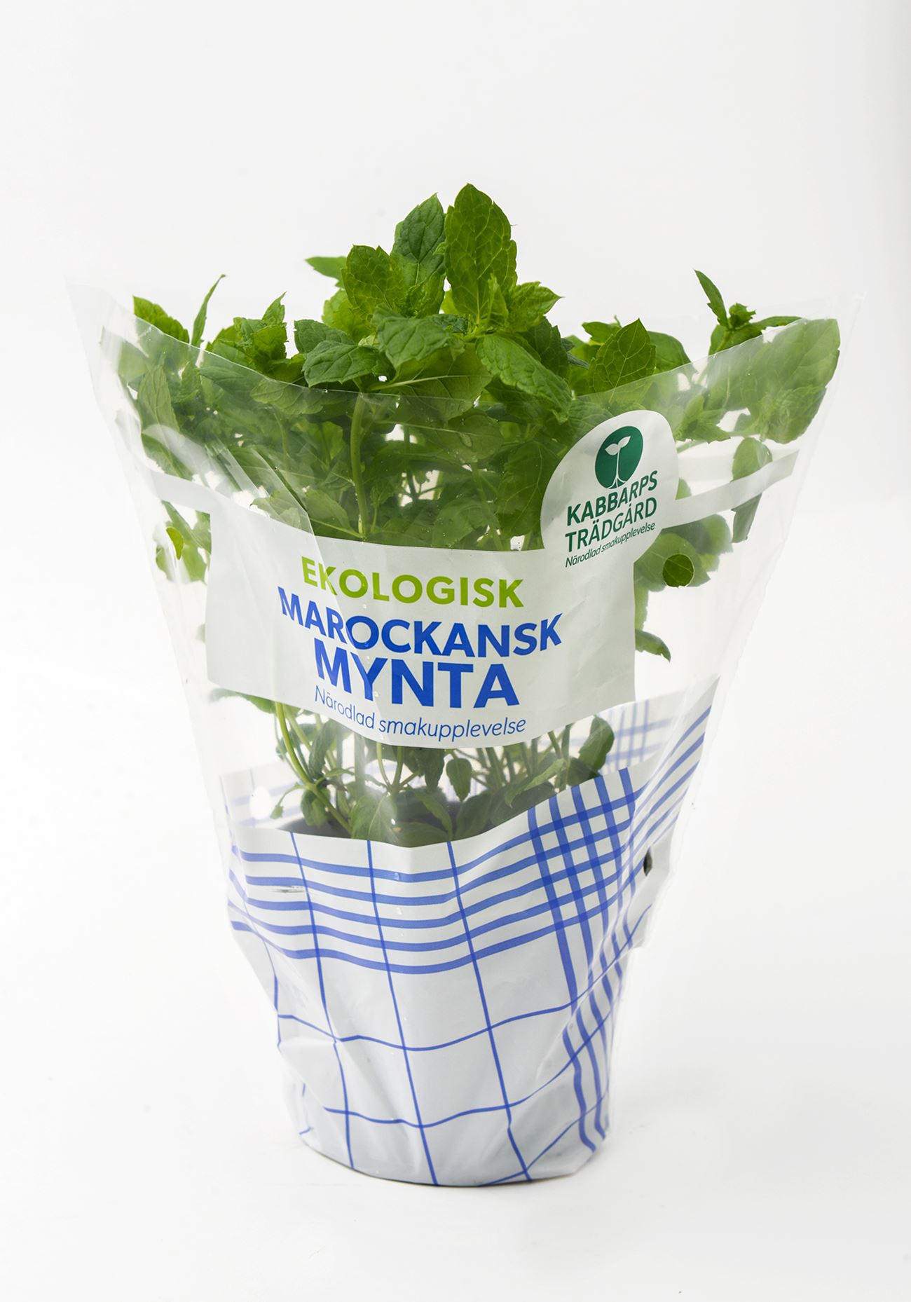 Marockansk Mynta | Kabbarps Trädgård